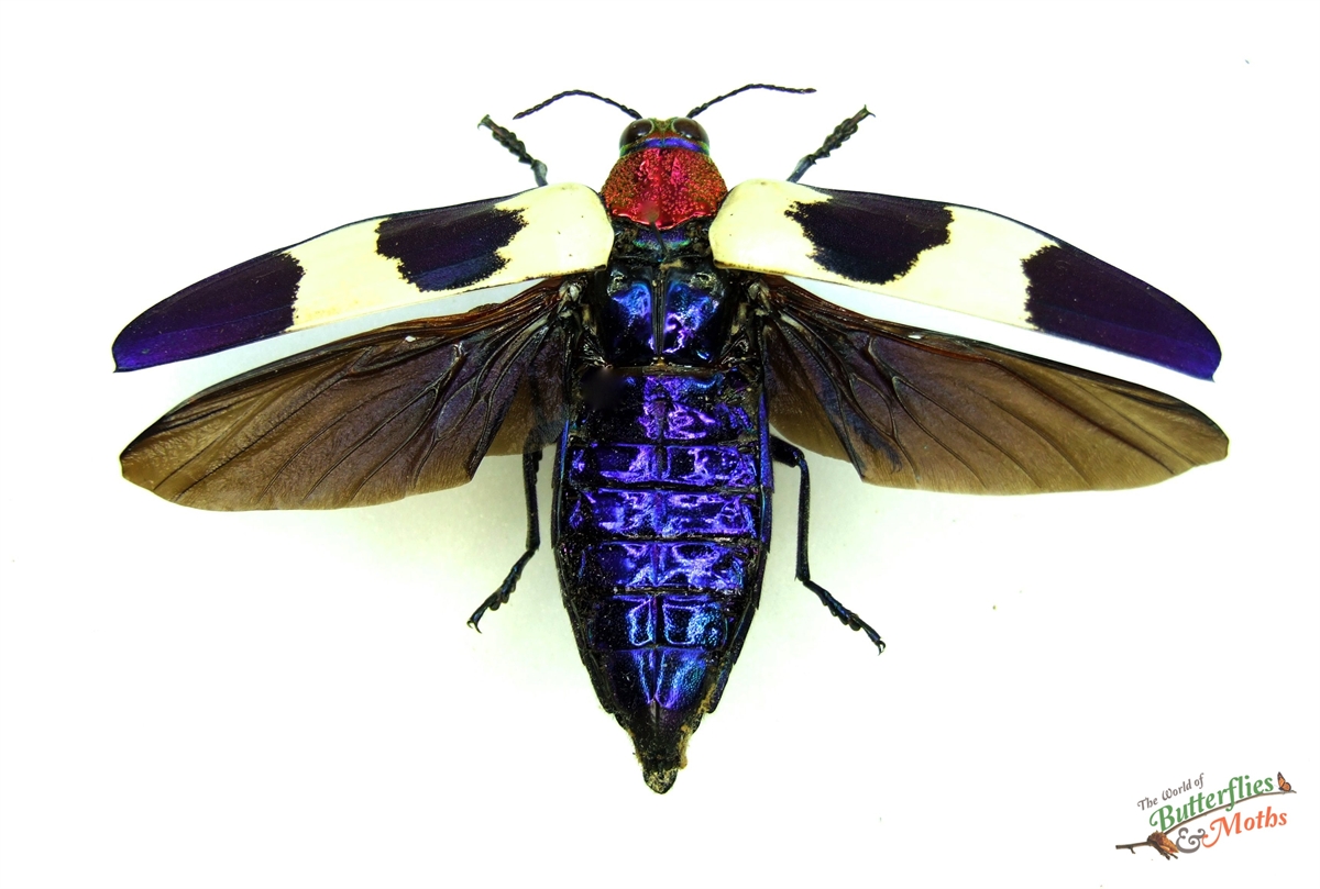 Wholesale Chrysochroa buquetii MALAYSIA - World of Butterflies and Moths