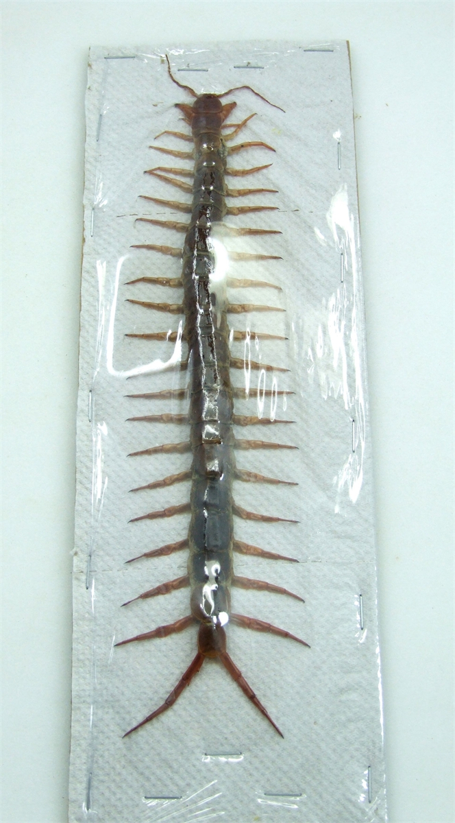Giant Centipede Scolopendra subspinipes THAILAND - World of Butterflies ...