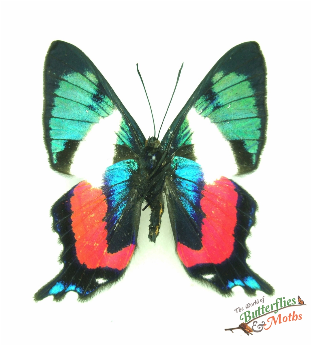 Ancyluris formosissima PERU - World of Butterflies and Moths