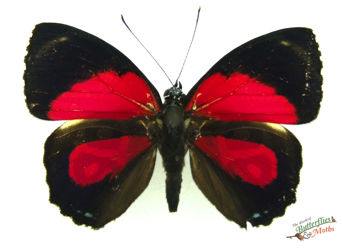 Paulogramma pyracmon peristera PERU - World of Butterflies and Moths
