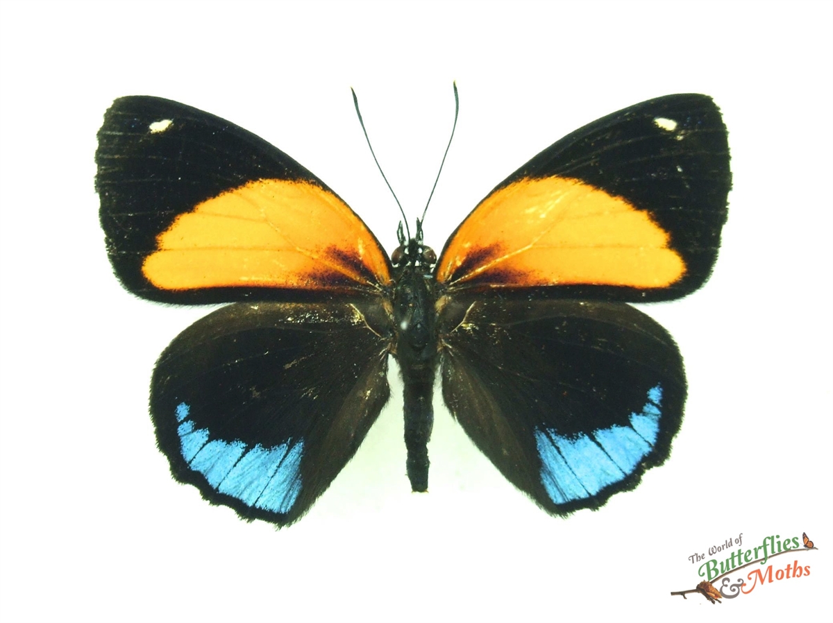 Callicore eunomia Numberwing PERU - World of Butterflies and Moths