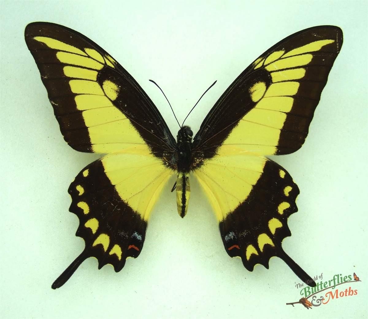 Papilio astyalus (lycophron) PERU - World of Butterflies and Moths
