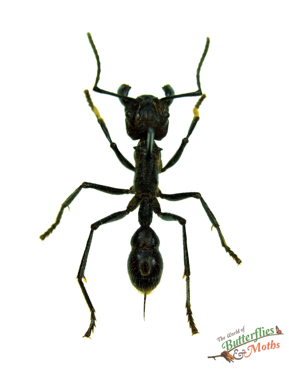 Bullet Ant Paraponera clavata PERU - World of Butterflies and Moths
