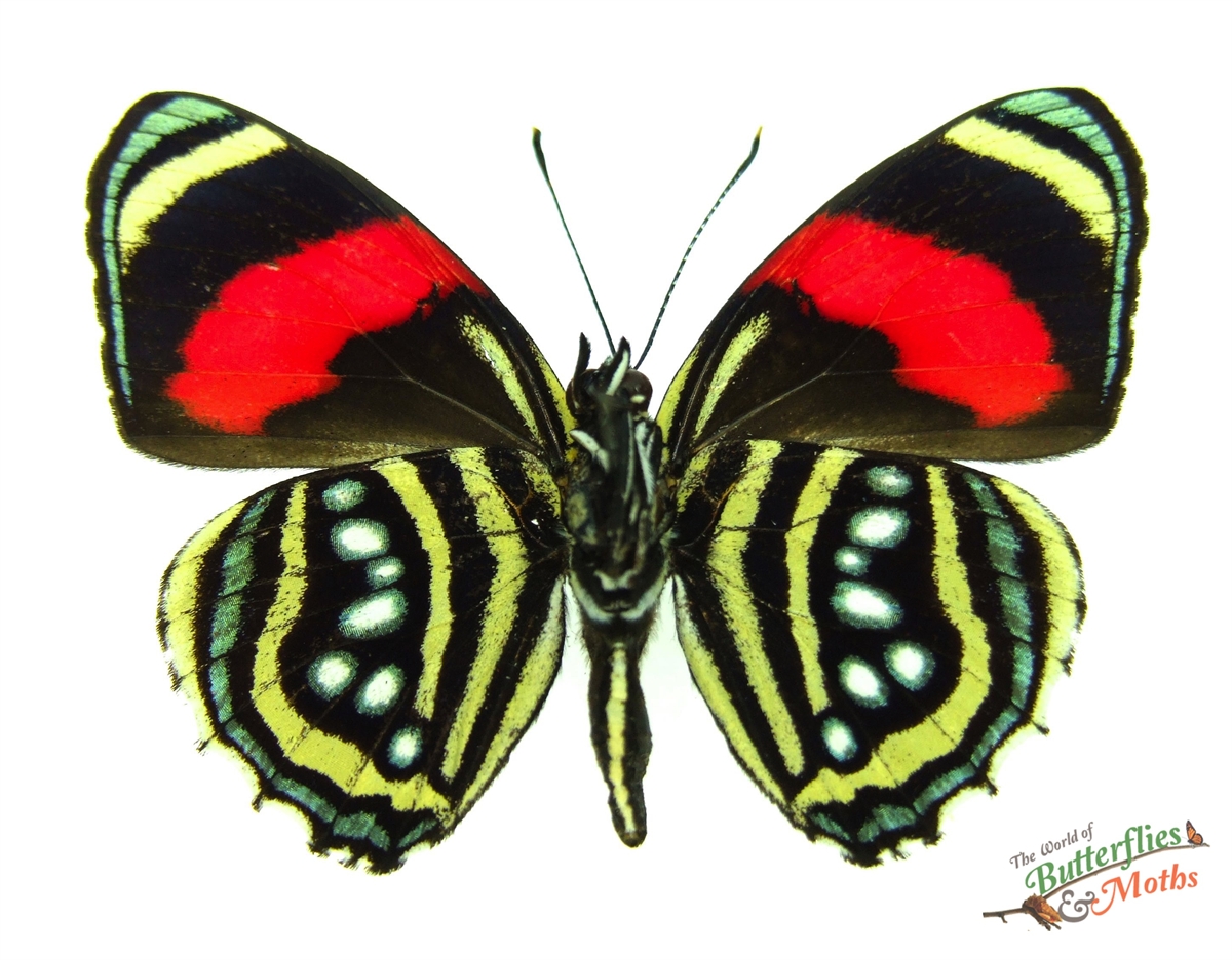 Callicore hesperis PERU - World of Butterflies and Moths