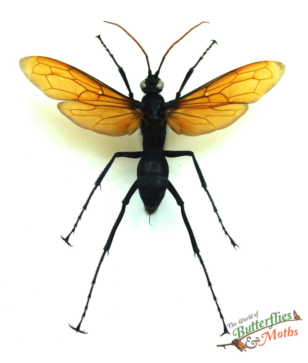 Tarantula Hawk Wasp Pepsis species PERU - World of Butterflies and Moths