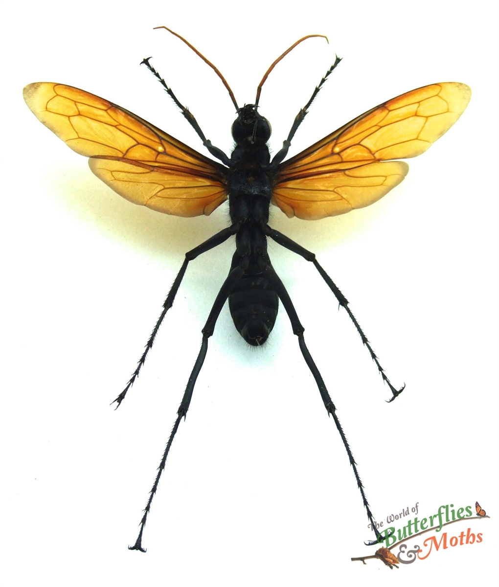 Tarantula Hawk Wasp Pepsis species PERU - World of Butterflies and Moths
