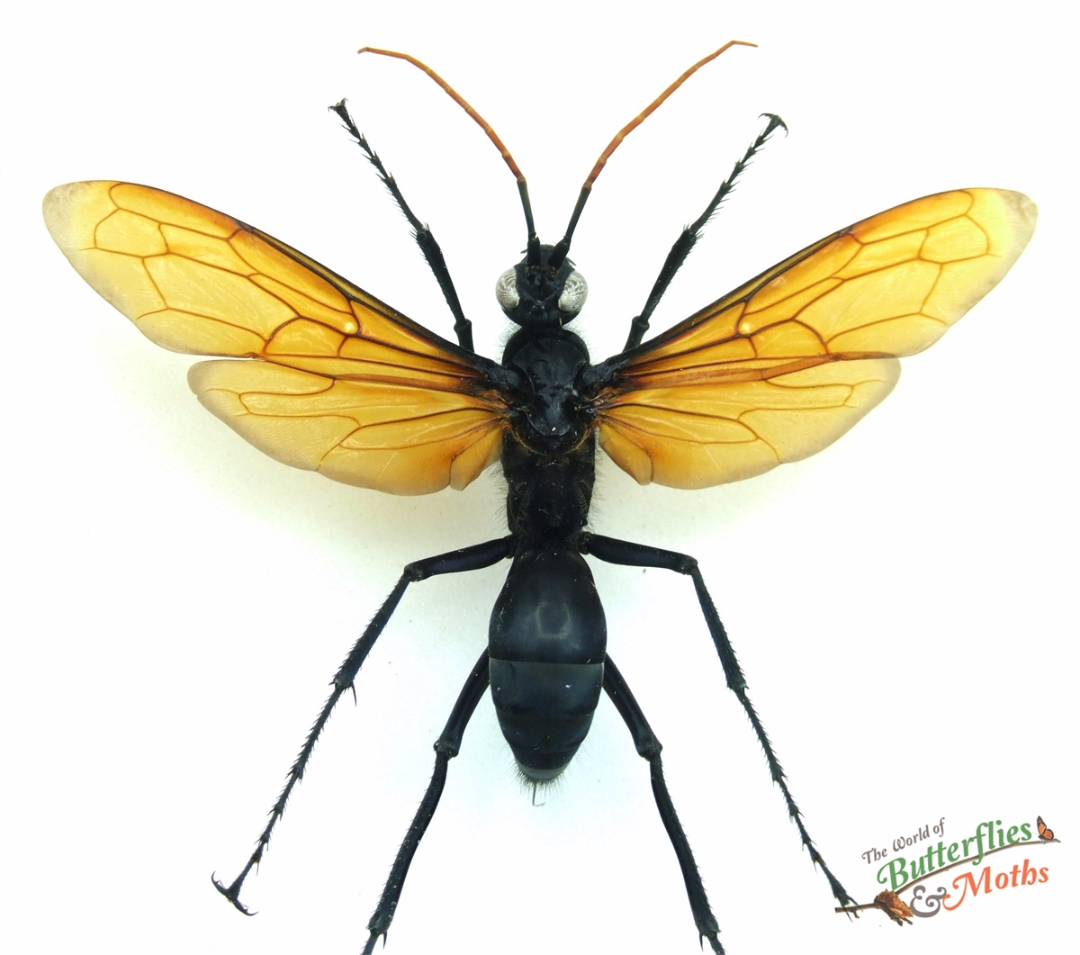 Tarantula Hawk Wasp Pepsis species PERU - World of Butterflies and Moths