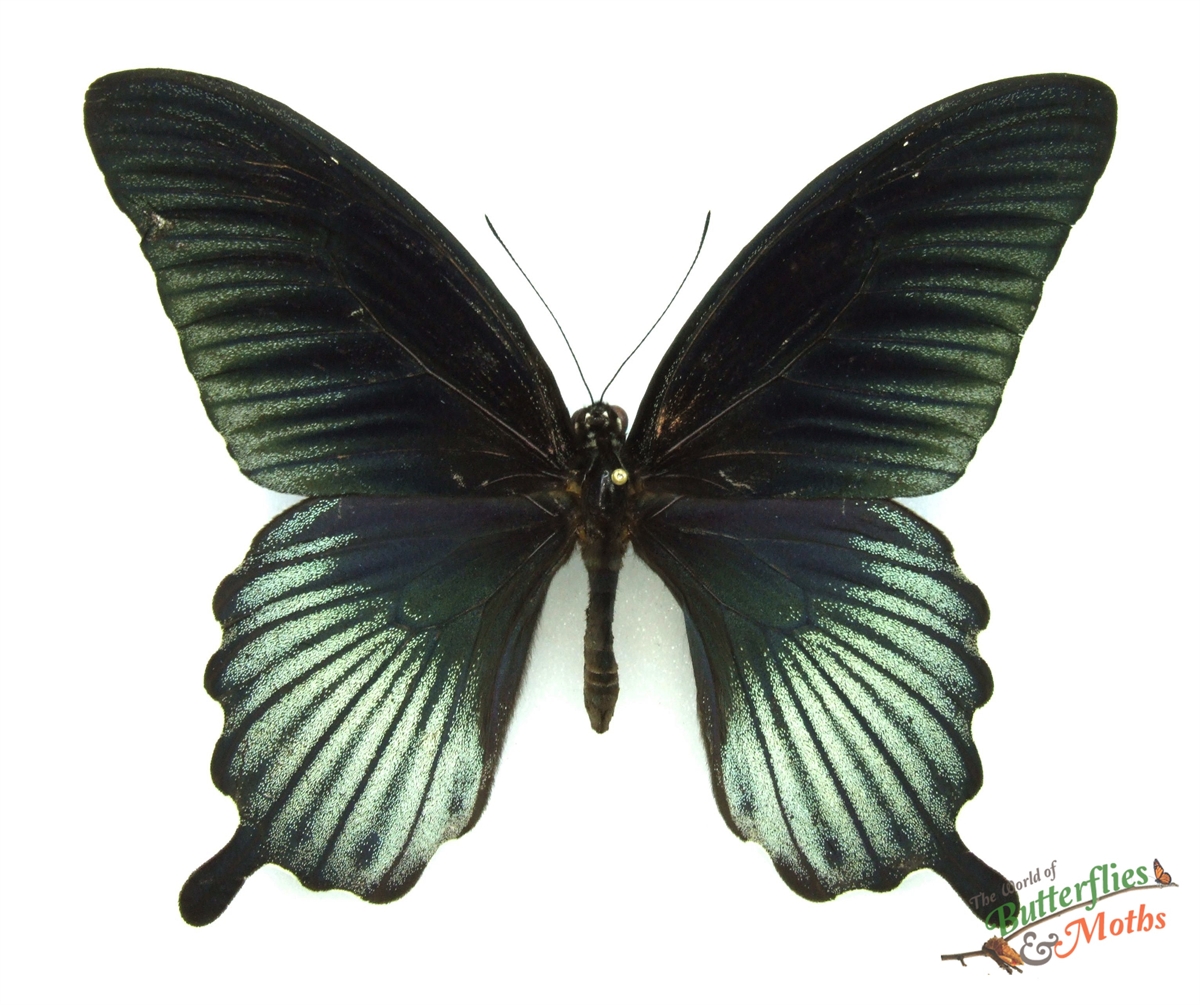 Papilio lowii PHILIPPINES - World of Butterflies and Moths