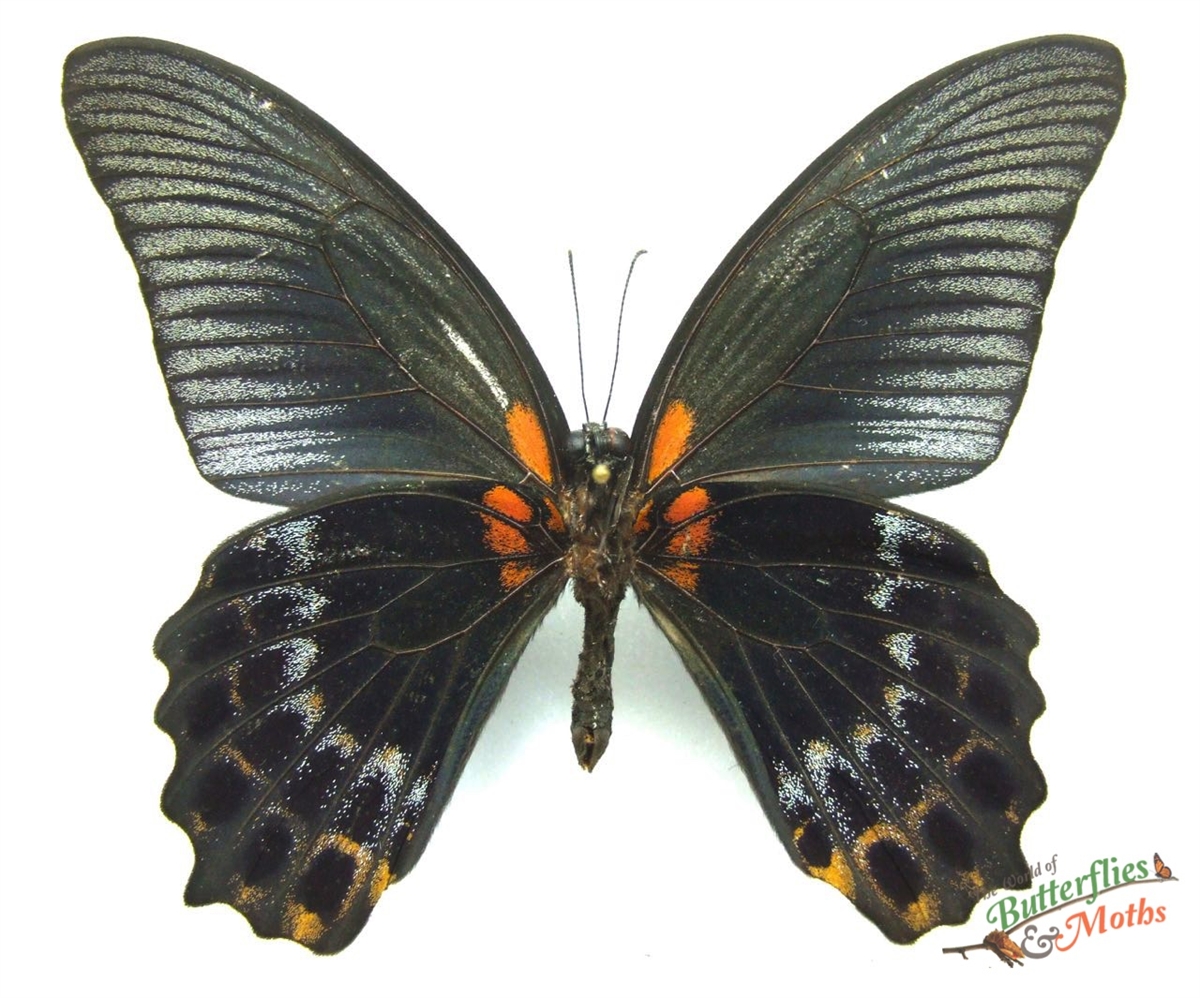 Papilio lowii PHILIPPINES - World of Butterflies and Moths