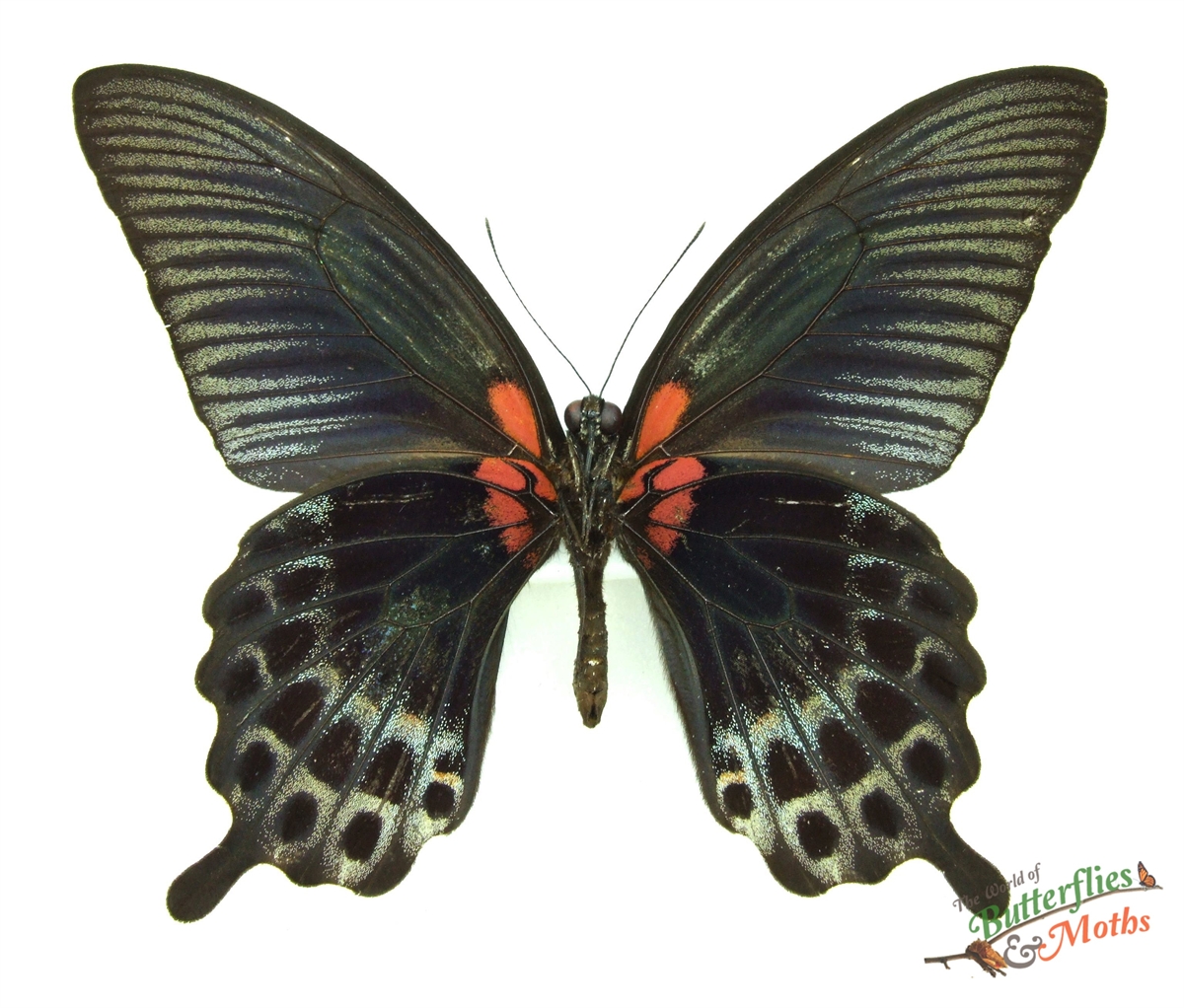 Papilio lowii PHILIPPINES - World of Butterflies and Moths