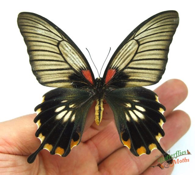 Papilio lowii PHILIPPINES - World of Butterflies and Moths
