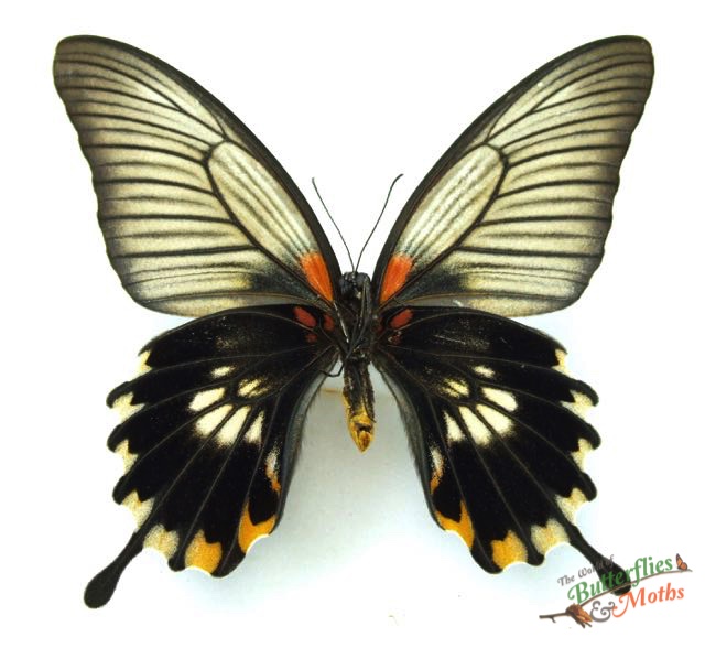 Papilio lowii PHILIPPINES - World of Butterflies and Moths