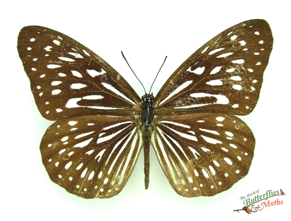 Tirumala septentrionis Dark Blue Tiger THAILAND - World of Butterflies ...