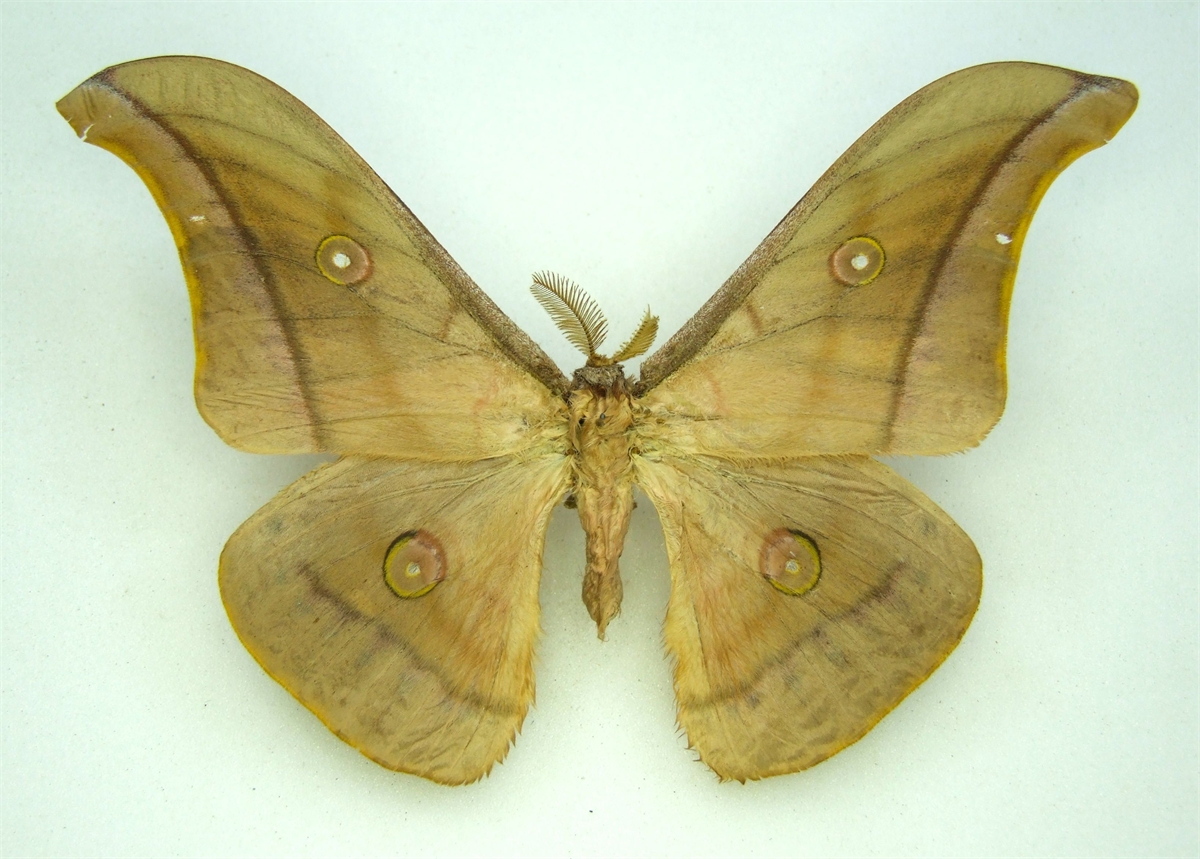 Antheraea roylei CHINA - World of Butterflies and Moths