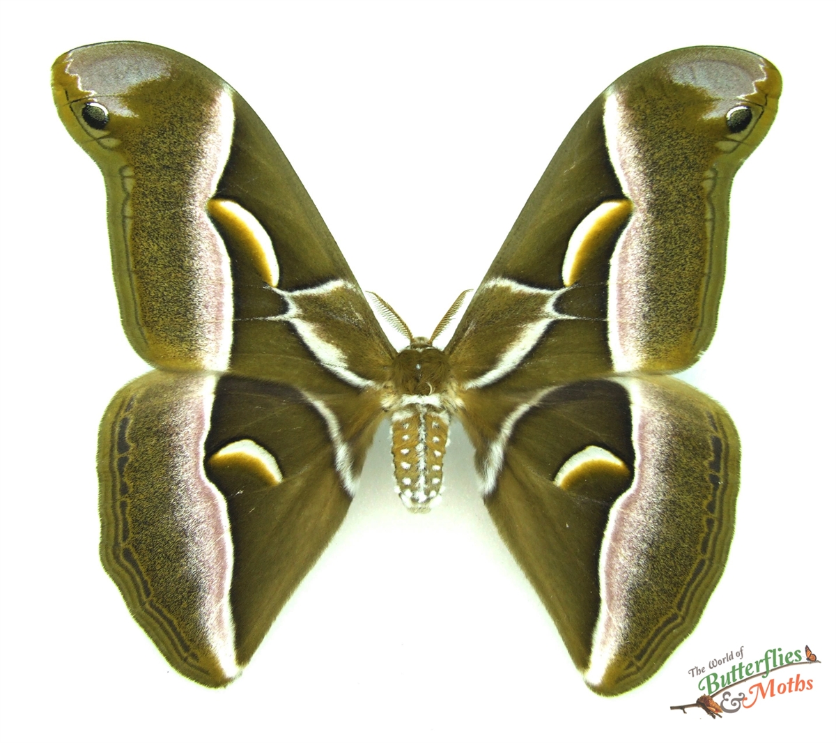 Samia cynthia THAILAND - World of Butterflies and Moths