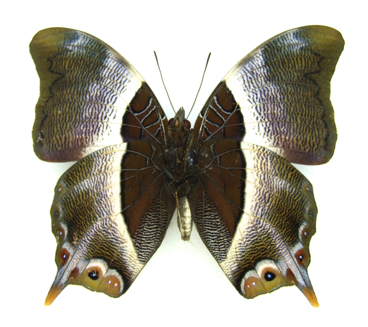 Wholesale: Palla species x10 PCS - World of Butterflies and Moths