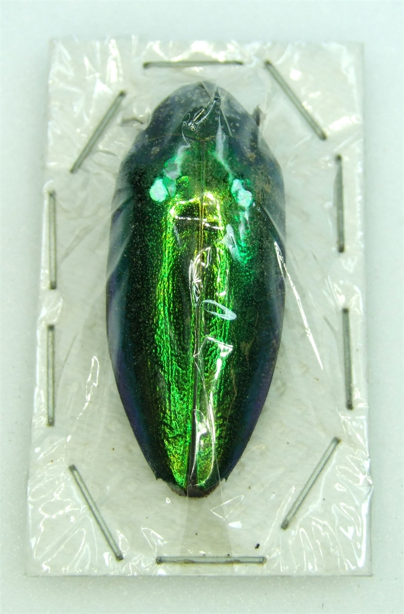 Wholesale: Sternocera ruficornis Thailand - World of Butterflies and Moths