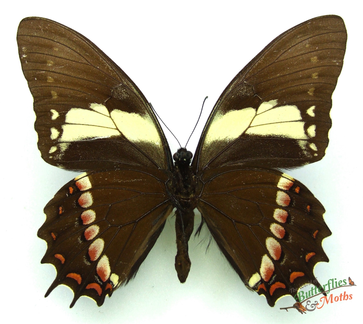 Papilio menatius eurotas PERU - World of Butterflies and Moths