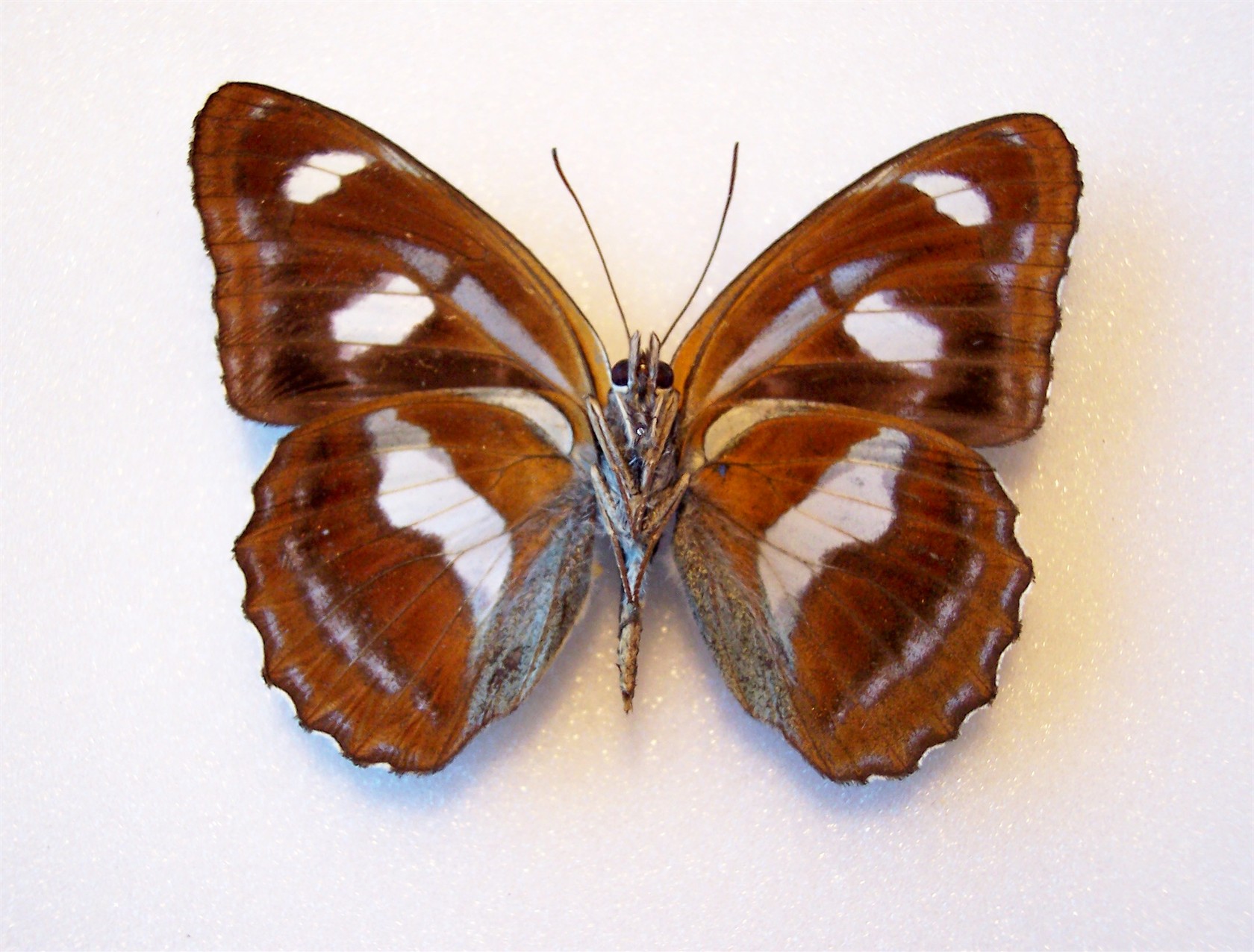 Athyma punctata China - World of Butterflies and Moths