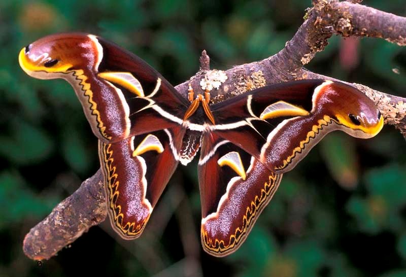 Edwards Atlas (A.edwardsii) - World of Butterflies and Moths