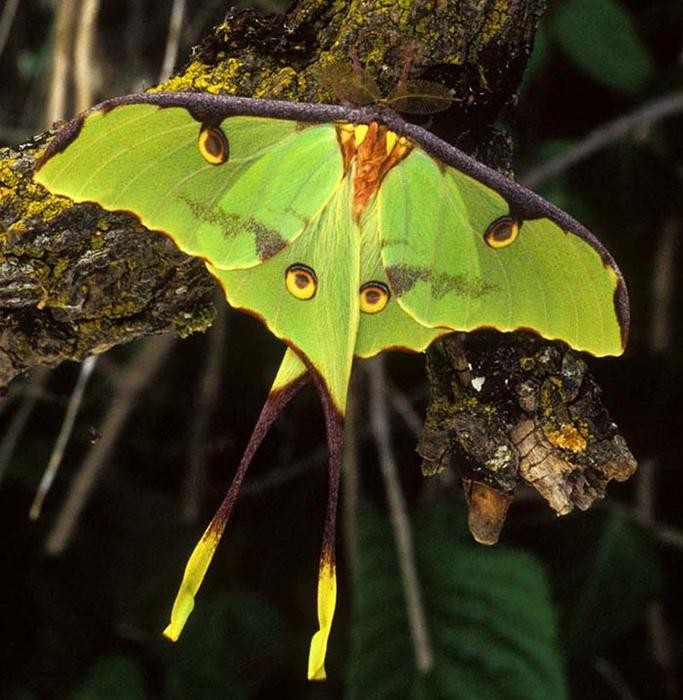 African Moon Silkmoth (A.mimosae) COCOONS - World of Butterflies and Moths