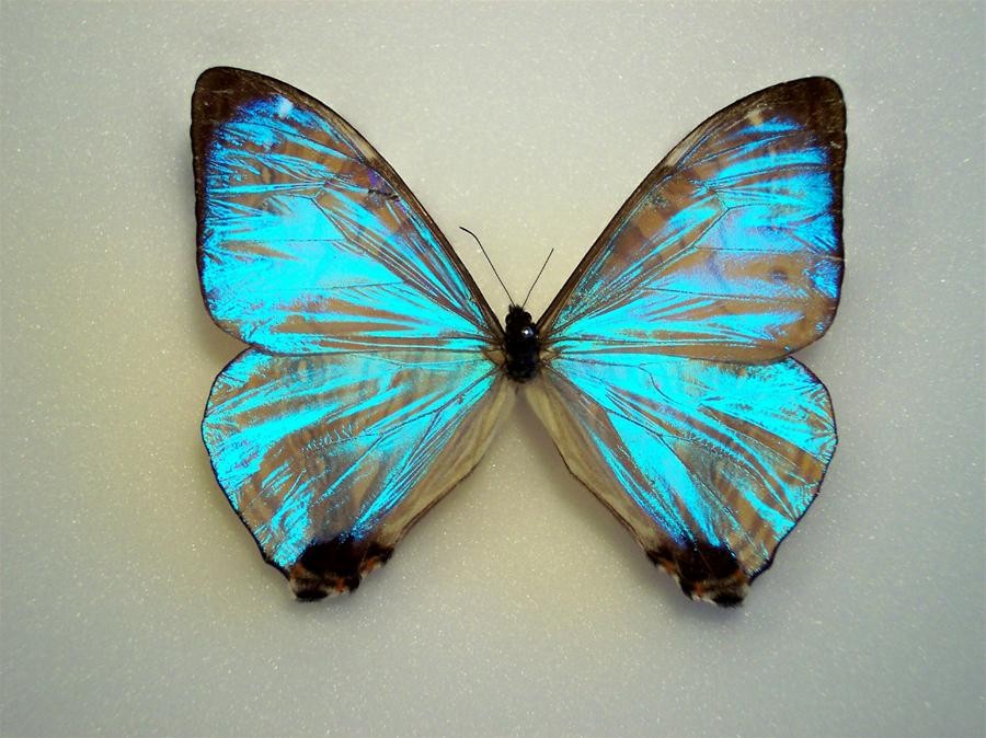 Morpho sulkowskyi Male PERU - World of Butterflies and Moths