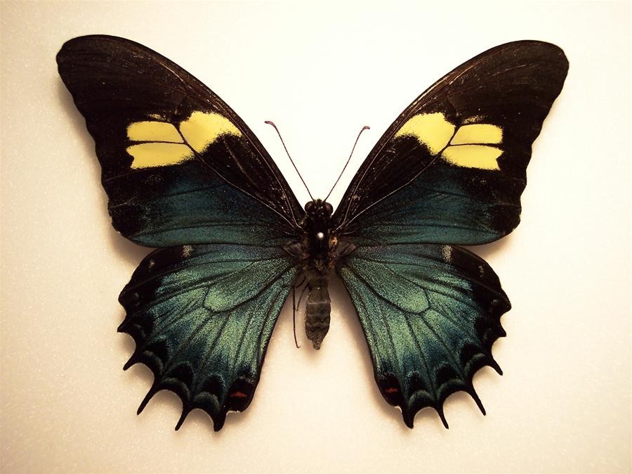 Papilio androgeus PERU - World of Butterflies and Moths