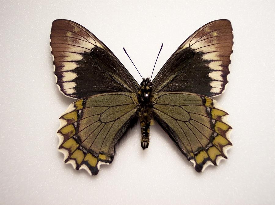 Battus madyes chlorodamas - PERU - World of Butterflies and Moths