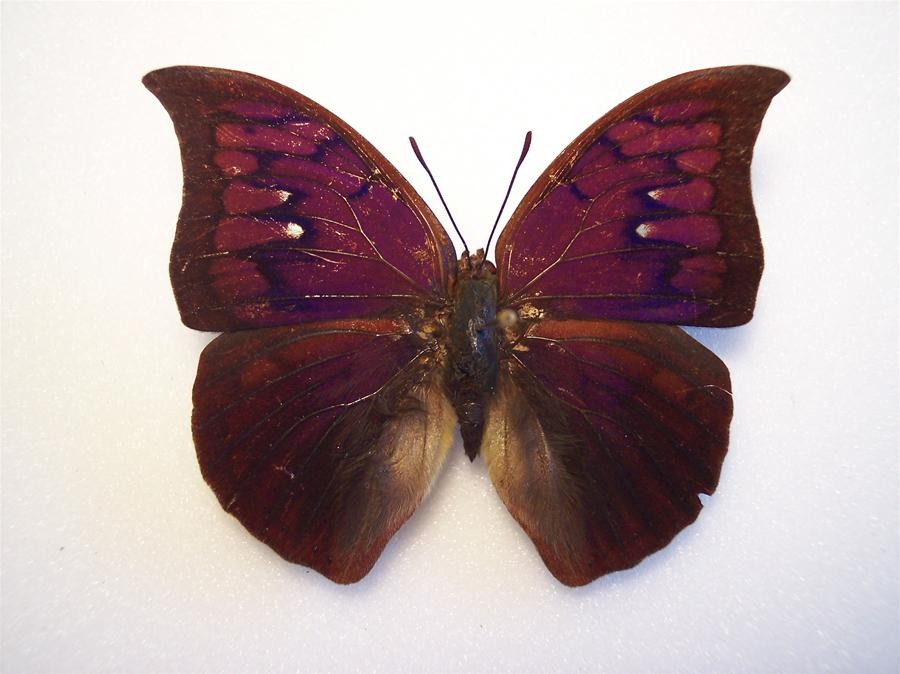Polygrapha tyrianthina PERU - World of Butterflies and Moths