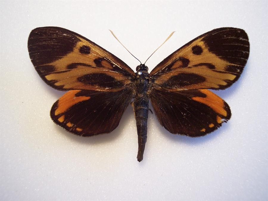 Castina erycina Female PERU - World of Butterflies and Moths