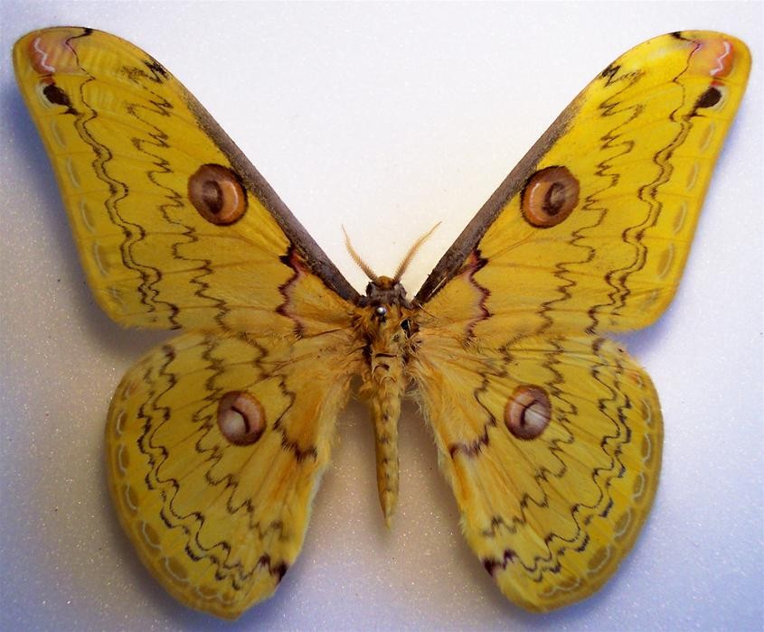 Leopa megacore Malaysia - World of Butterflies and Moths