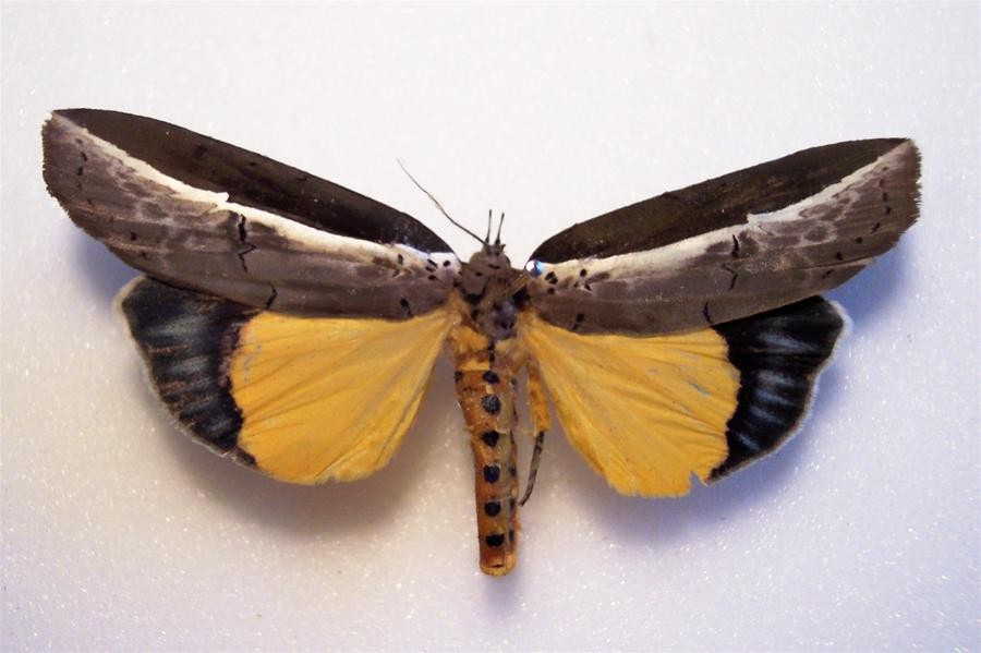 Eligma narcissus CHINA - World of Butterflies and Moths