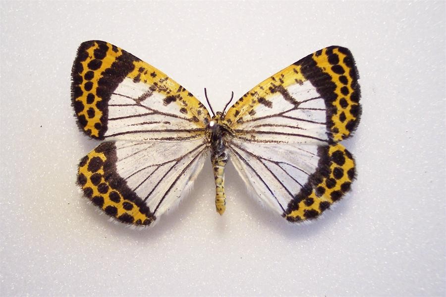 Parabraxas flavomarginaria CHINA - World of Butterflies and Moths