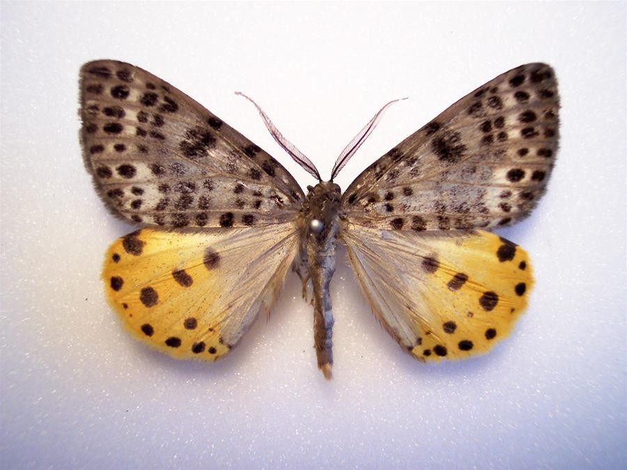 Tiger Moth C0008 CHINA - World of Butterflies and Moths