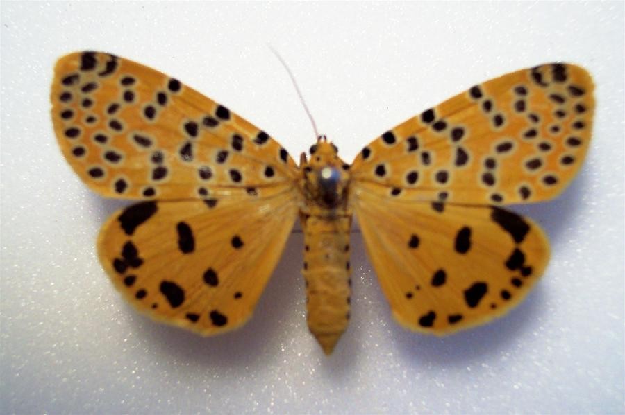 Tiger Moth C0018 CHINA - World of Butterflies and Moths