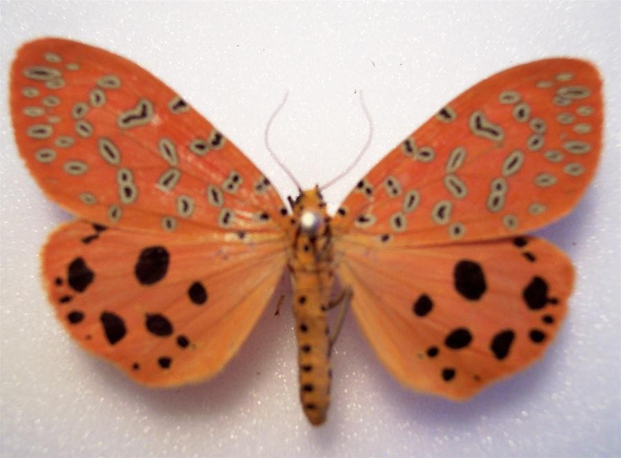 Tiger Moth T0001 THAILAND - World of Butterflies and Moths