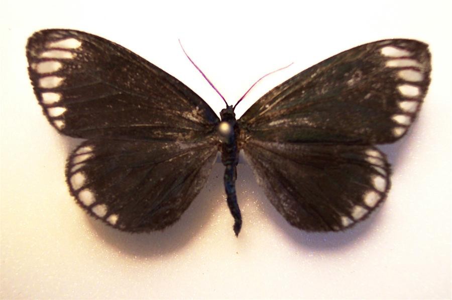 Tropical Moth T0004 THAILAND - World of Butterflies and Moths