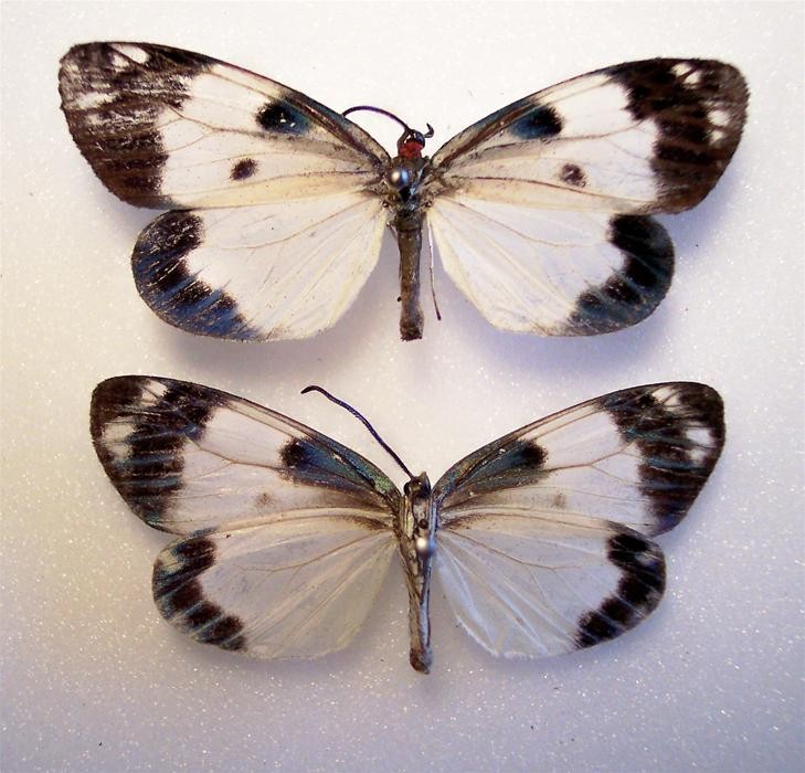 Tropical Moths T0009 THAILAND - World of Butterflies and Moths
