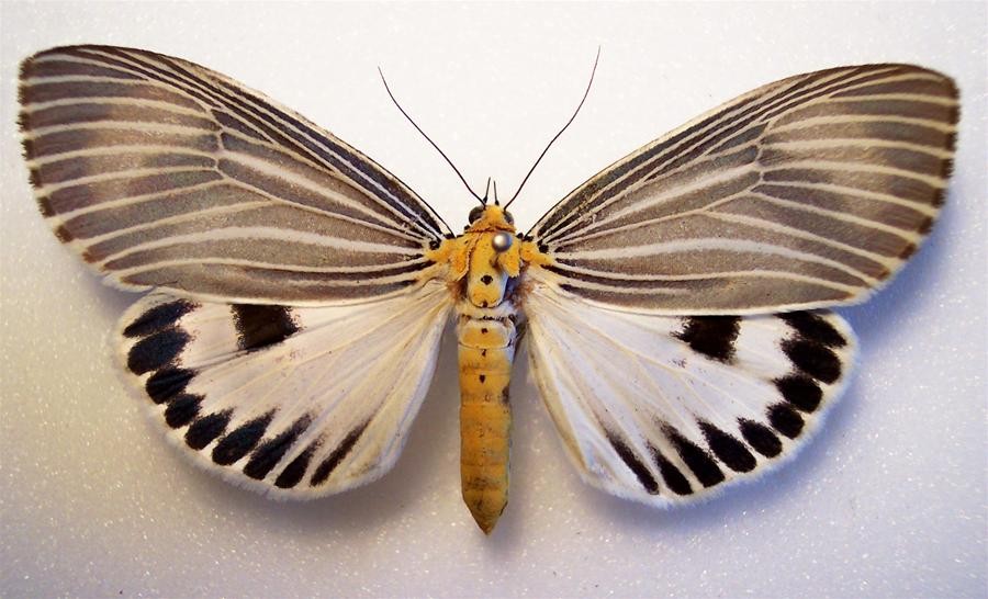 Footman Moth T0010 THAILAND - World of Butterflies and Moths