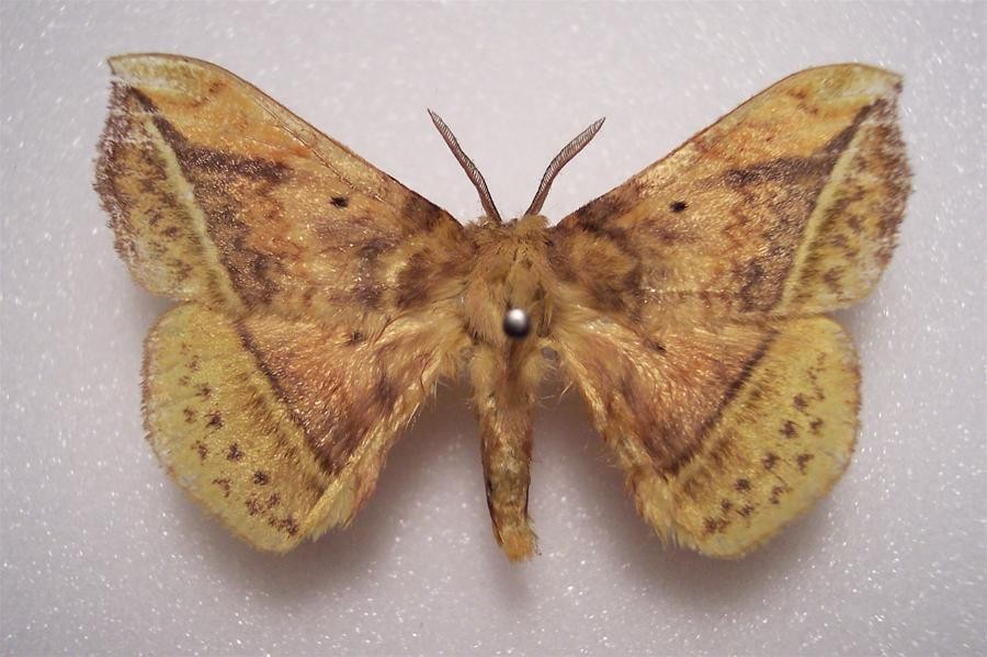 Tropical Moth C0024 CHINA - World of Butterflies and Moths