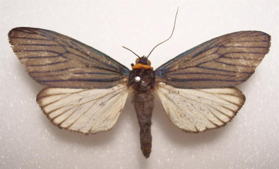 Tropical Moth C0025 CHINA - World of Butterflies and Moths