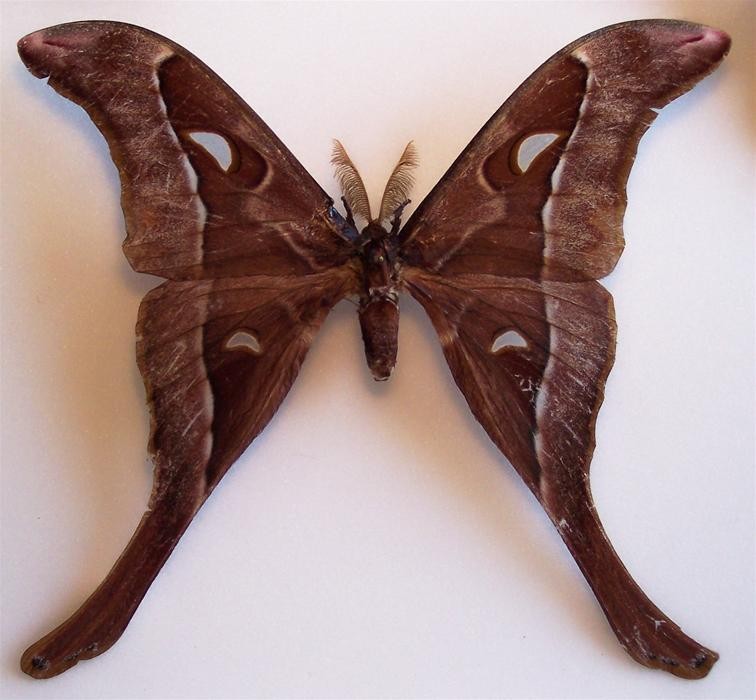 Coscinocera antheus IRAN - World of Butterflies and Moths
