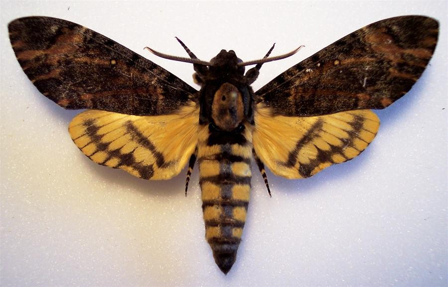 Wholesale Acherontia styx Lesser Death's Head THAILAND - World of ...