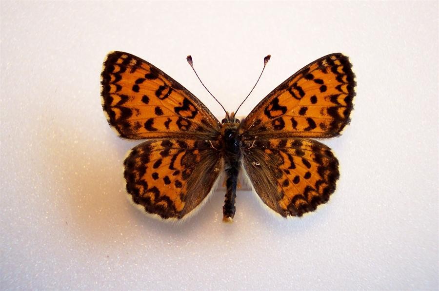 Melitaea trivia LESSER SPOTTED FRITILLARY - World of Butterflies and Moths
