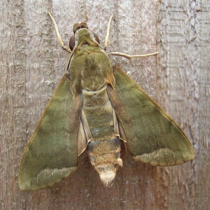 Nephele hespera - World of Butterflies and Moths