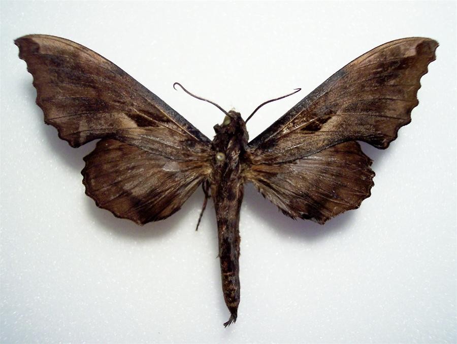 Phyllosphingia dissimilis MYANAMAR / BURMA - World of Butterflies and Moths