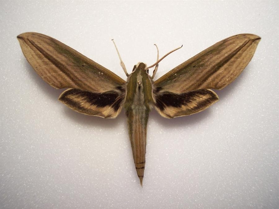 Cechenena lineosa BURMA - World of Butterflies and Moths