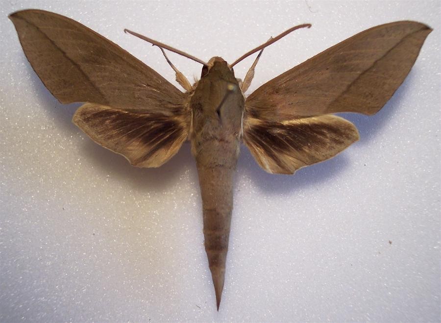 Theretra clotho THAILAND - World of Butterflies and Moths