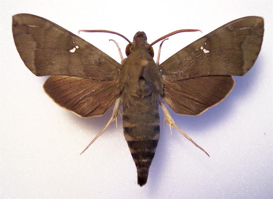 Nephele hespera - World of Butterflies and Moths