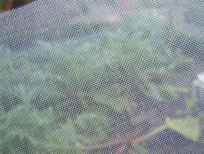 White Netting / Mesh - World of Butterflies and Moths